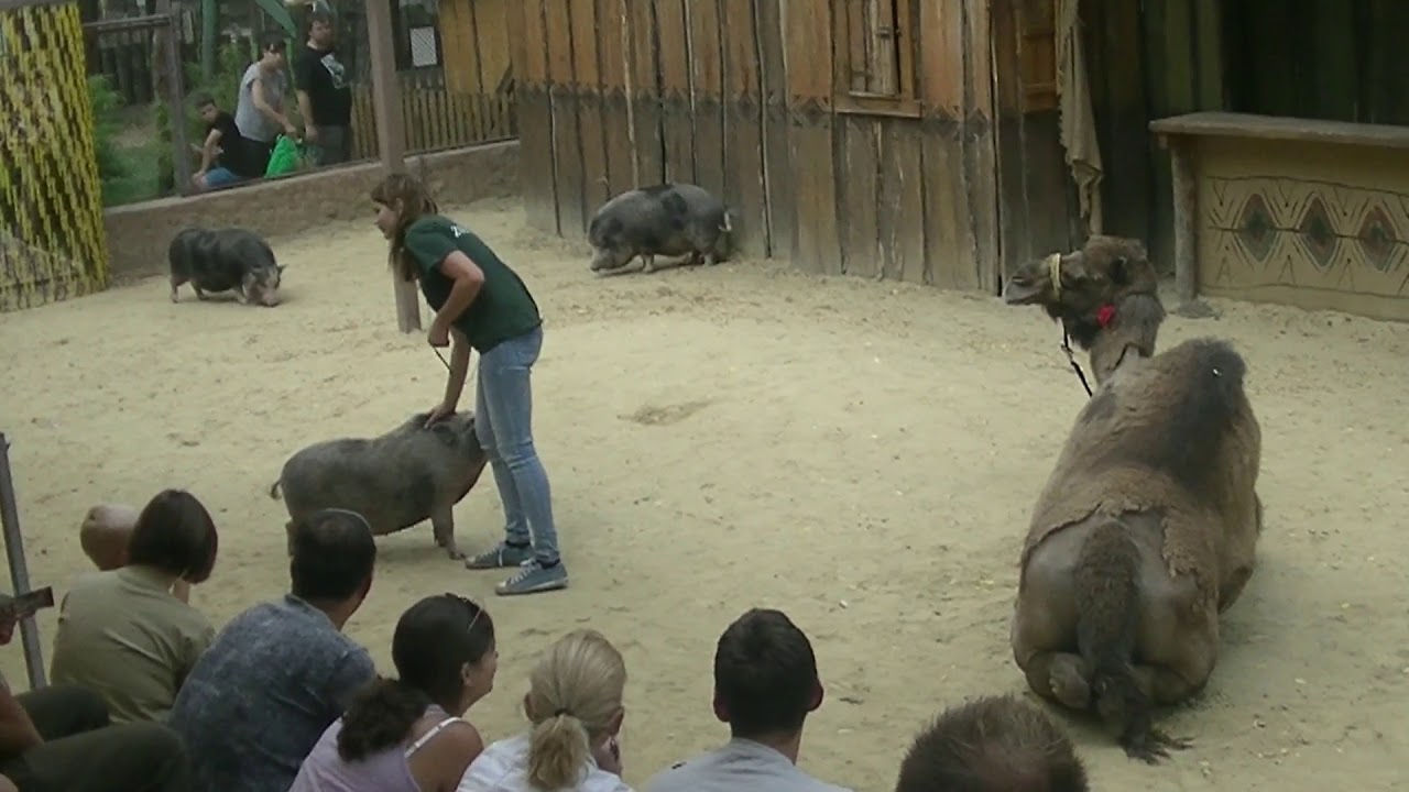 ZOO GYŐR XANTUS JÁNOS ÁLLATKERT 7 - YouTube