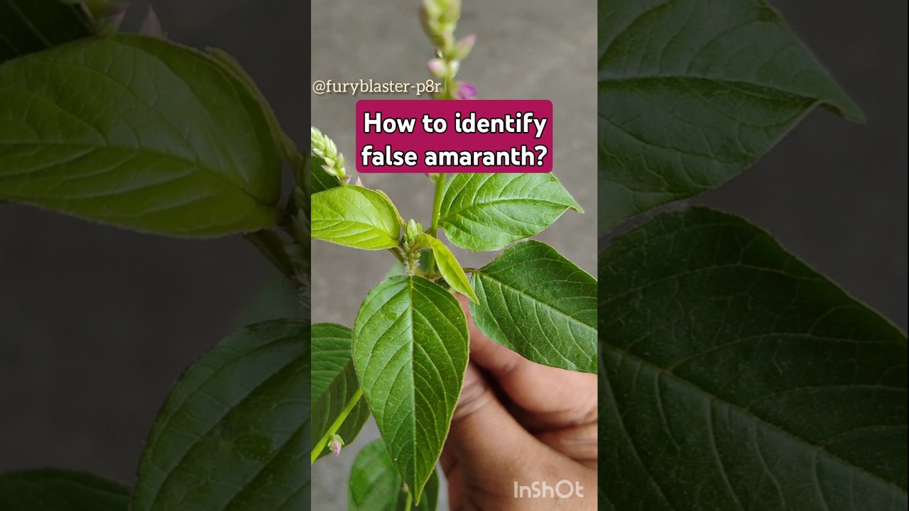 How to identify false amaranth? - YouTube