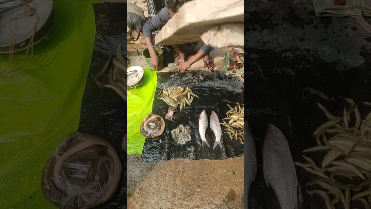 Pakal Fish In Market || #shorts - YouTube