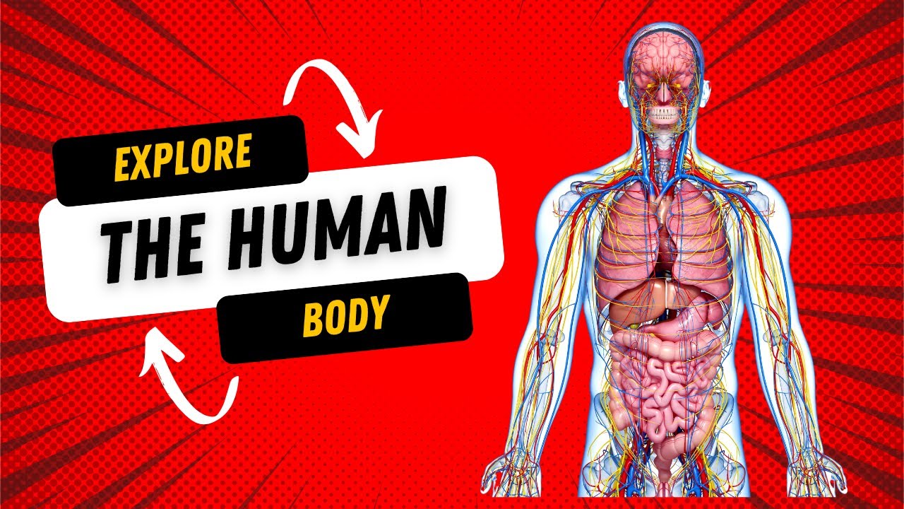 Exploring The Human Body - Ever Wondered How The Miracle Of Your Body ...