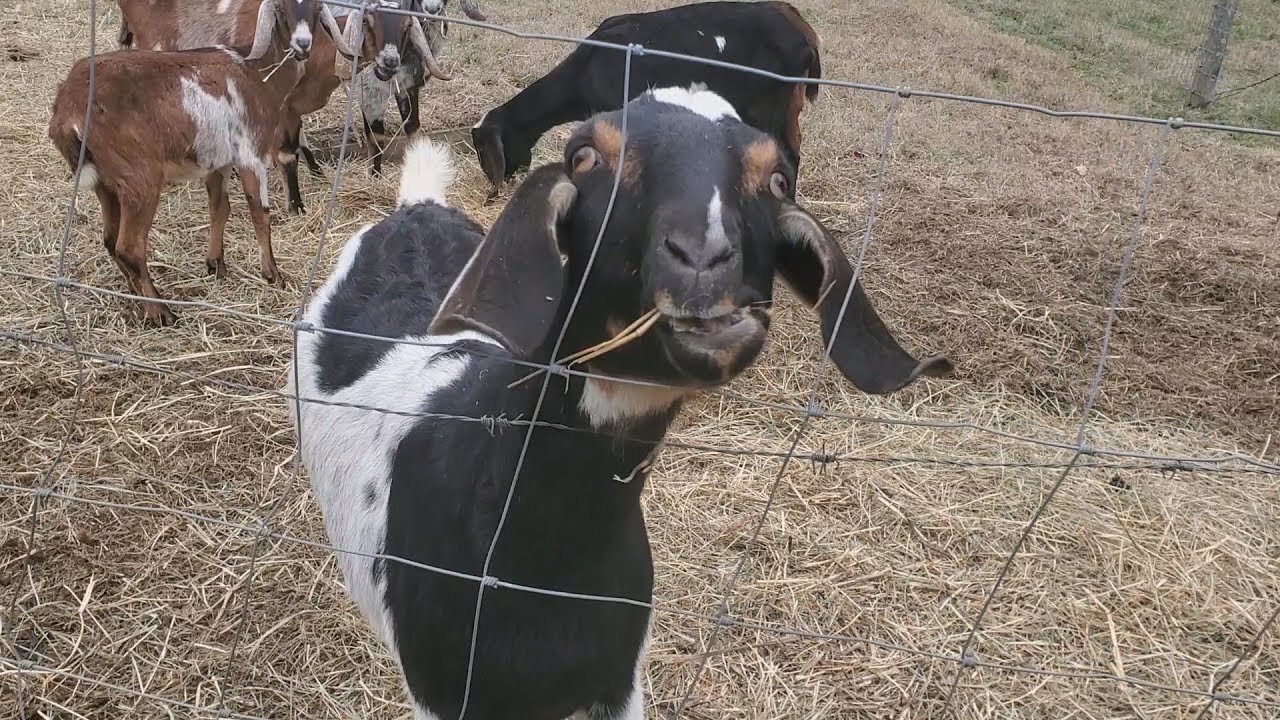 Bonus Video | The Goats & Chickens Say "Hi Y'all" :-) - YouTube