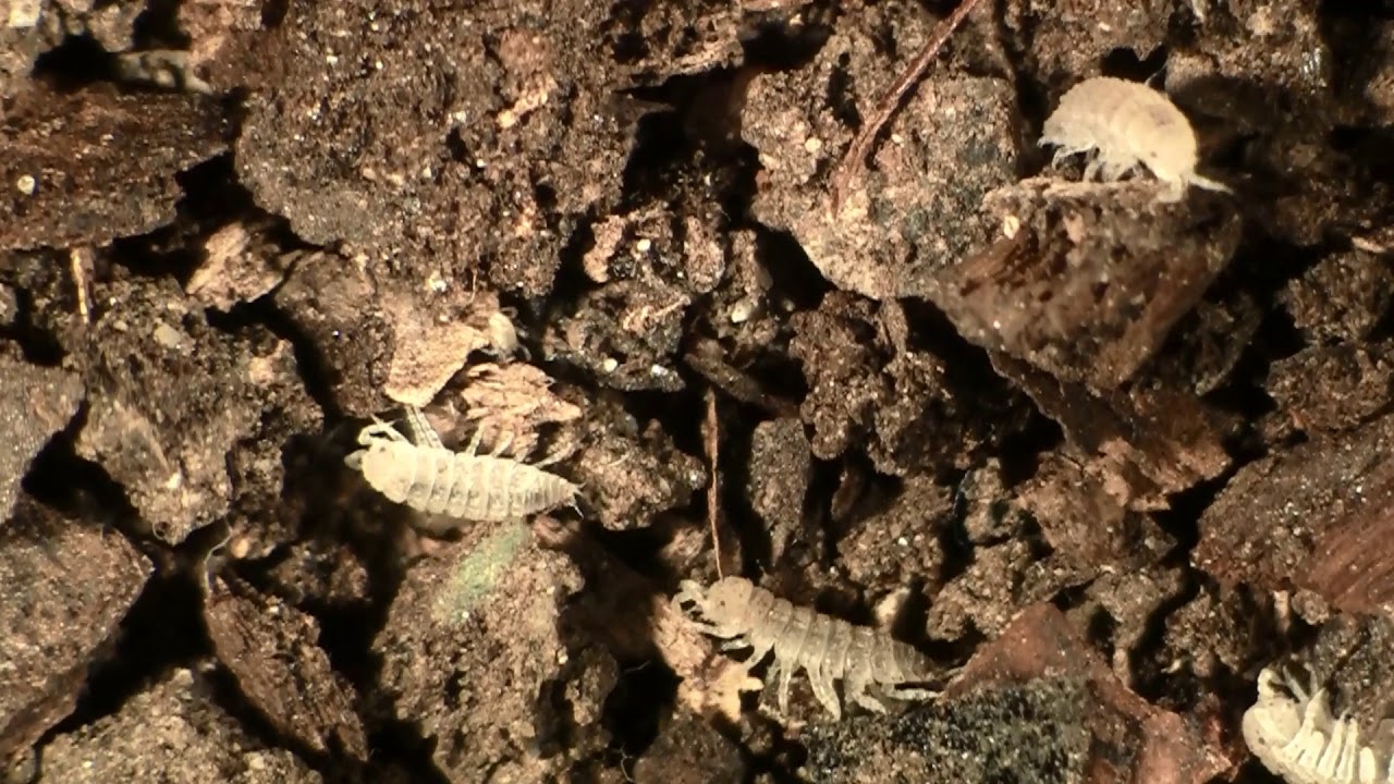 Dirt bugs! - YouTube