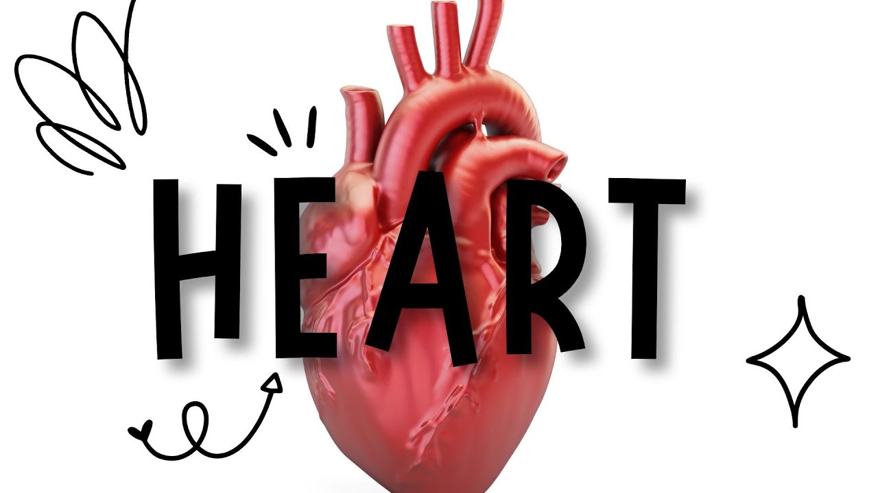 Heart - Structure & function of heart Class 11, 12, CEE, Nursing ...