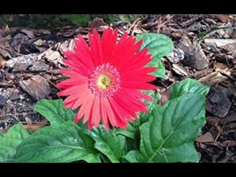 How to Propagate Gerbera Daisy #propagation - YouTube