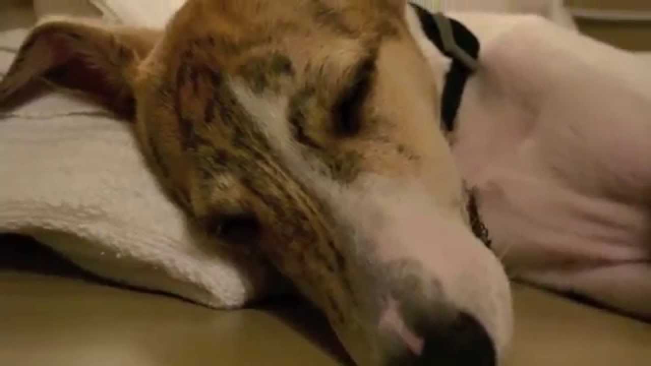 WHIPPET PUPPY TRYING TO SLEEP! ||Whippet George|| - YouTube