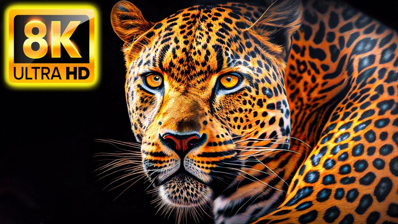 8K HDR 60FPS Dolby Vision - Most Beautiful Animals 8K ULTRA HD (60FPS ...
