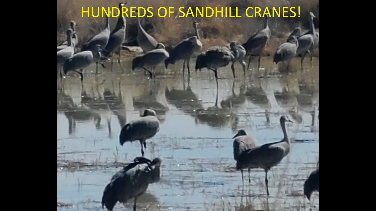 Willcox Playa Wildlife - Sandhill Cranes - YouTube