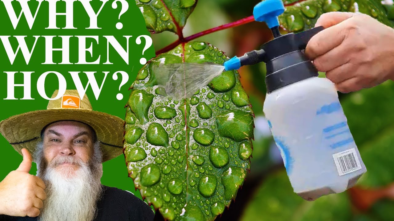 Foliar Fertilizing Fruit & Vegetable Plants Via Leaves For Beginners ...