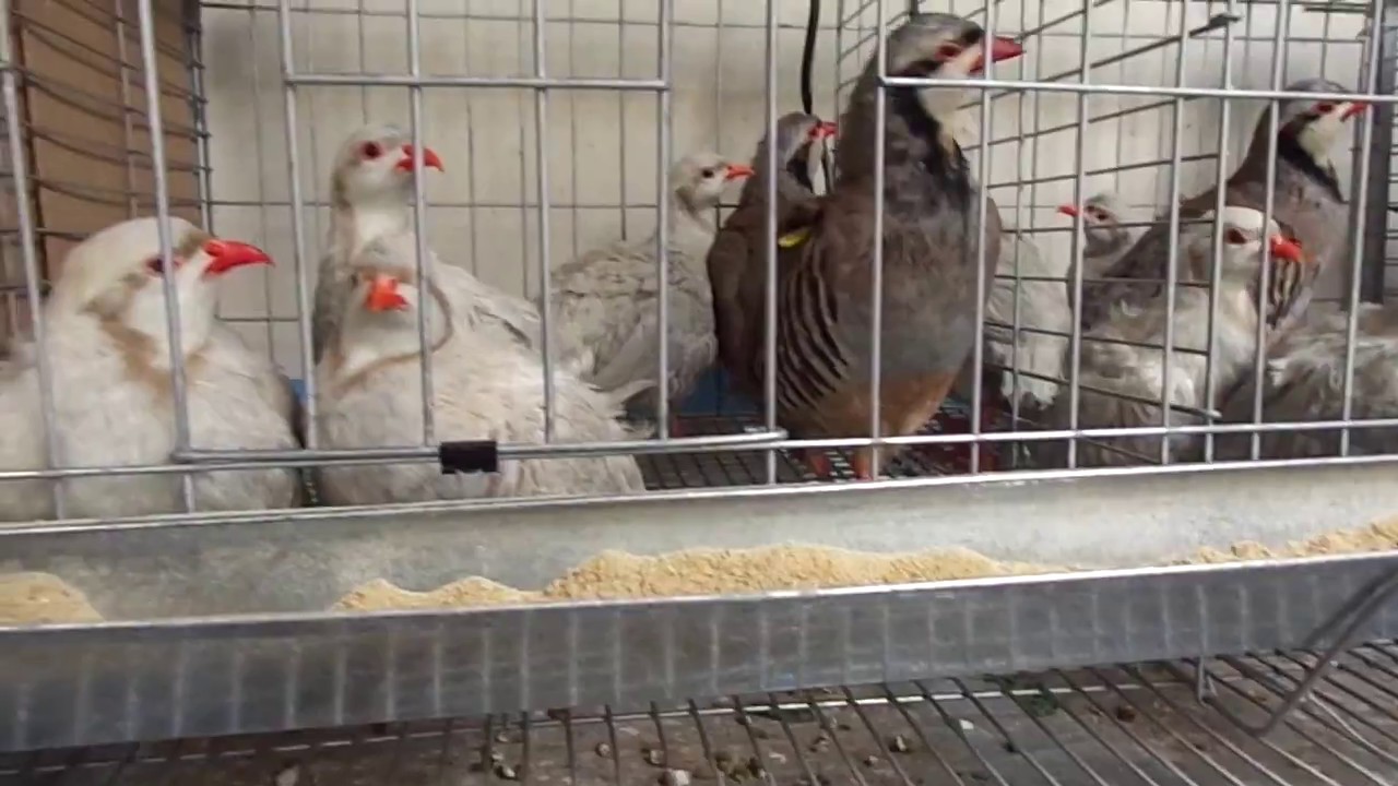 Perdiz Chukar (Alectoris chukar) no Criadouro - YouTube