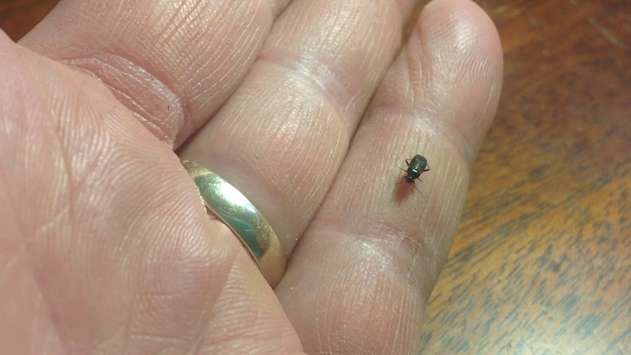 World's Smallest Cicada? - YouTube