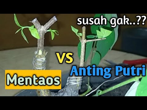 Cara sambung Bonsai MENTAOS dengan Anting putri teknik OKULASI MenTri...!!