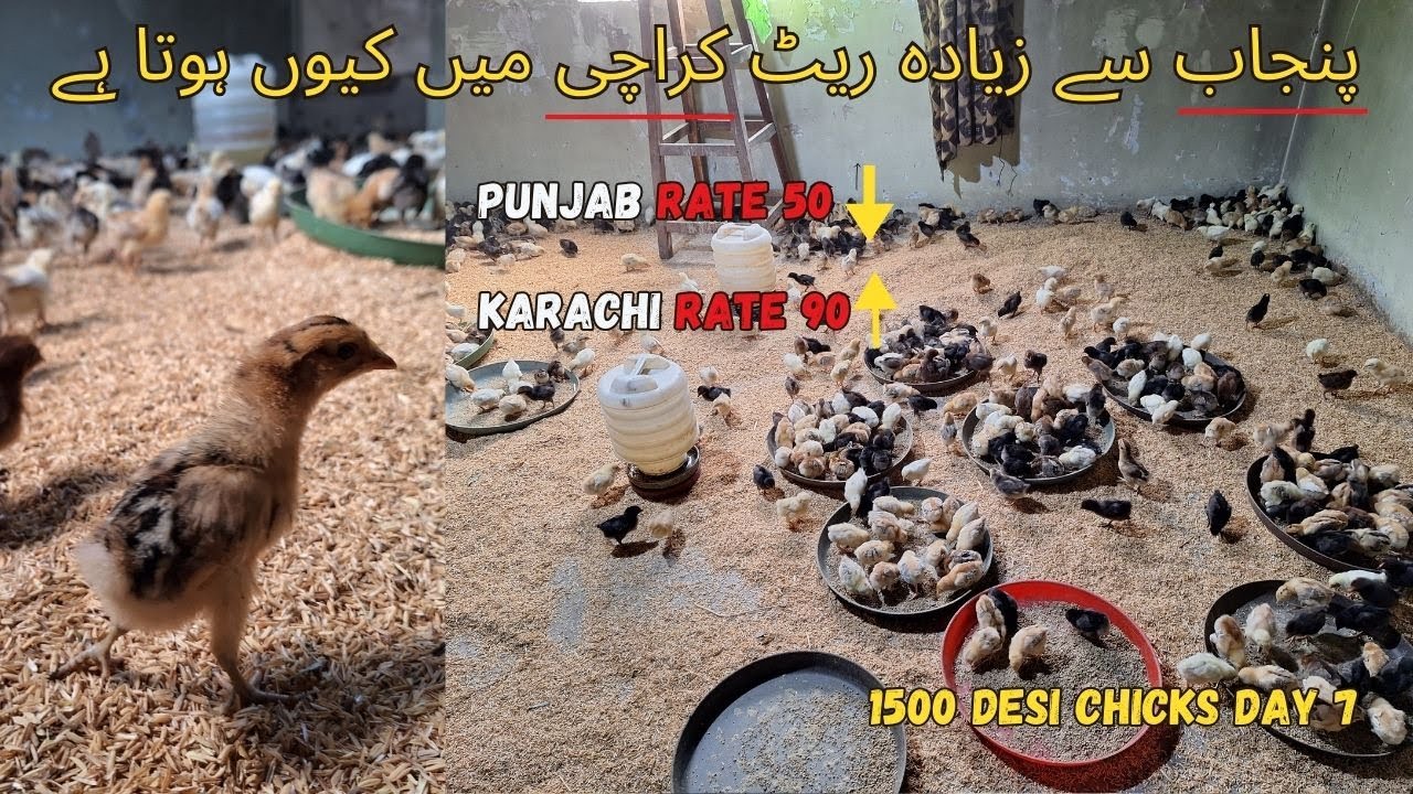 Punjab Vs Karachi Rate Explain In Poultry | 1500 Golden Misri Update Day 7 🐥 ️ 🐣 - YouTube