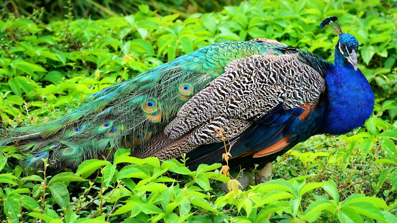 Peacock sound and walk in the forest | Peacock calling - YouTube