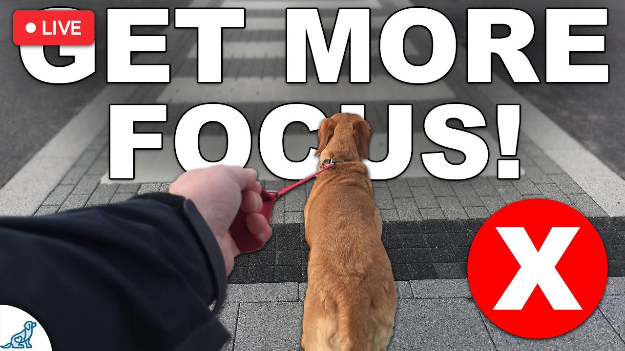 🔴 5 Tips To Get More Focus When Training Your Dog Outside - YouTube