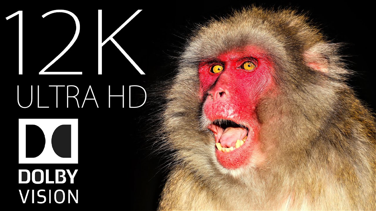 12K ANIMALS & WILDLIFE 12K ULTRA HD - YouTube