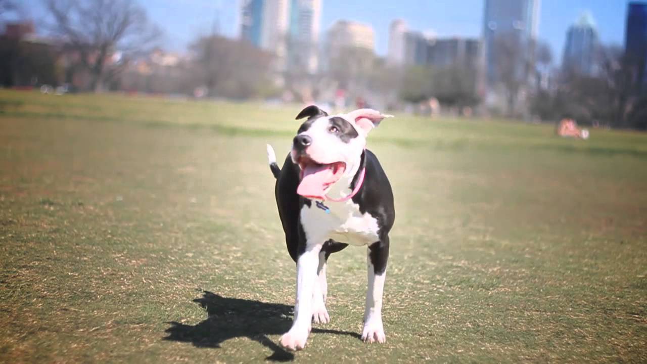Happy Pit Bull Wags Her Tail | The Daily Puppy - YouTube