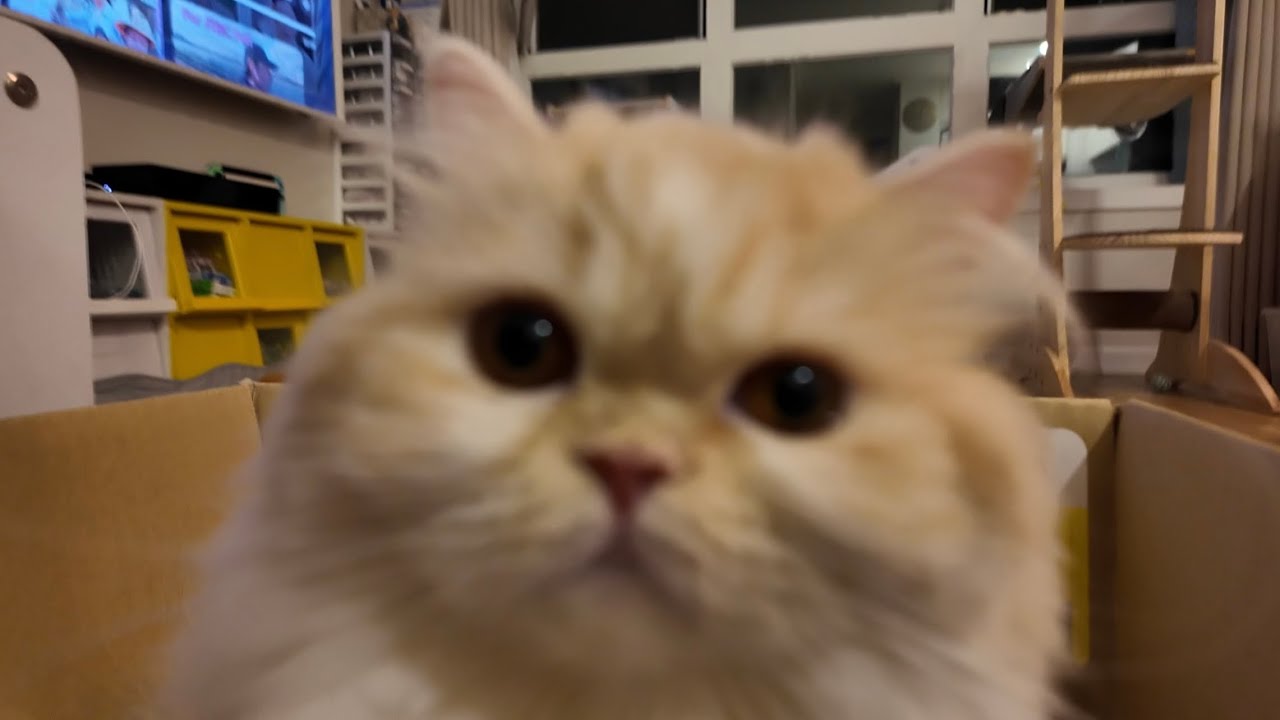 먼치킨 고양이 둘을 키우면요 ,, cat vlog - YouTube