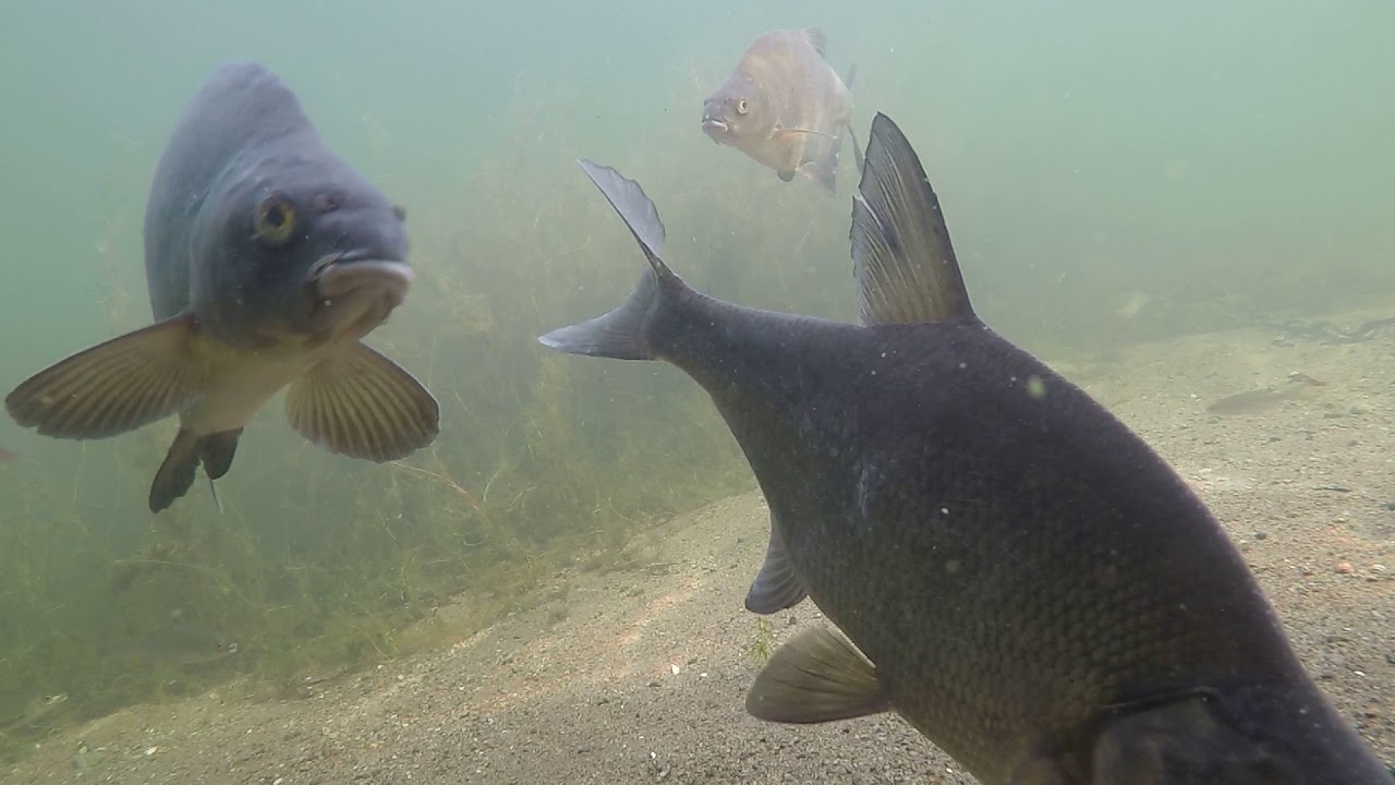Bream, Roach Underwater GoPro Footage 5 - YouTube