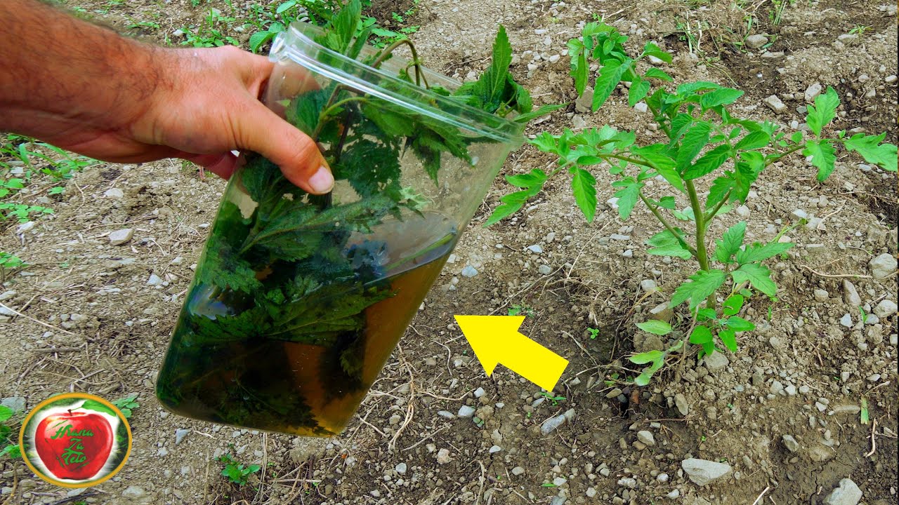 BEST ORGANIC FERTILIZER EVER ! Extremely high levels of nitrogen ...