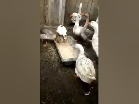 кормушки для гусей ☺ - YouTube