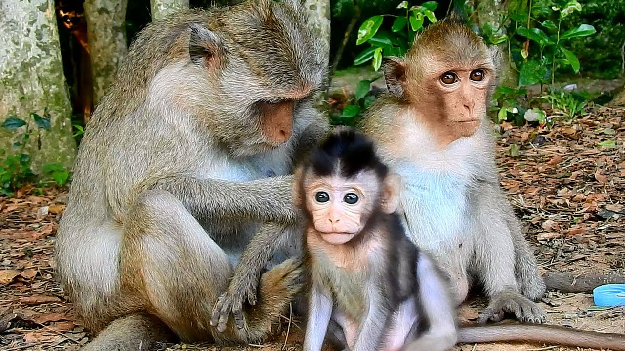 Happiness of AVA monkey is so cool with her babies ALEX & ALLIE. ALLIE ...