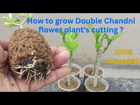 How To Grow Crepe Jasmine From Cutting💯 | Tagar Plant | Double Chandni ...