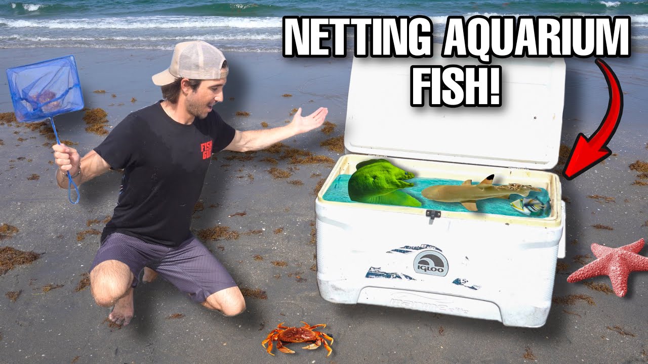 Netting TONS Of AQUARIUM FISH To FEED My RARE AQUARIUMS!! *crazy ...