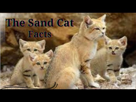 Sand Cat Facts - Diet and Habits