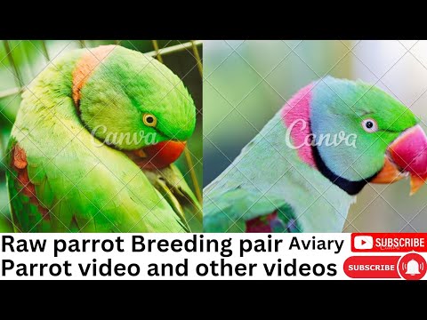 Raw parrot funny videos ||Raw Parrot Mutation Setup ||Raw Parrot ##viralvideo #video - YouTube