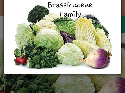 Brassicaceae #botanywithyoutube #botany #english #music - YouTube