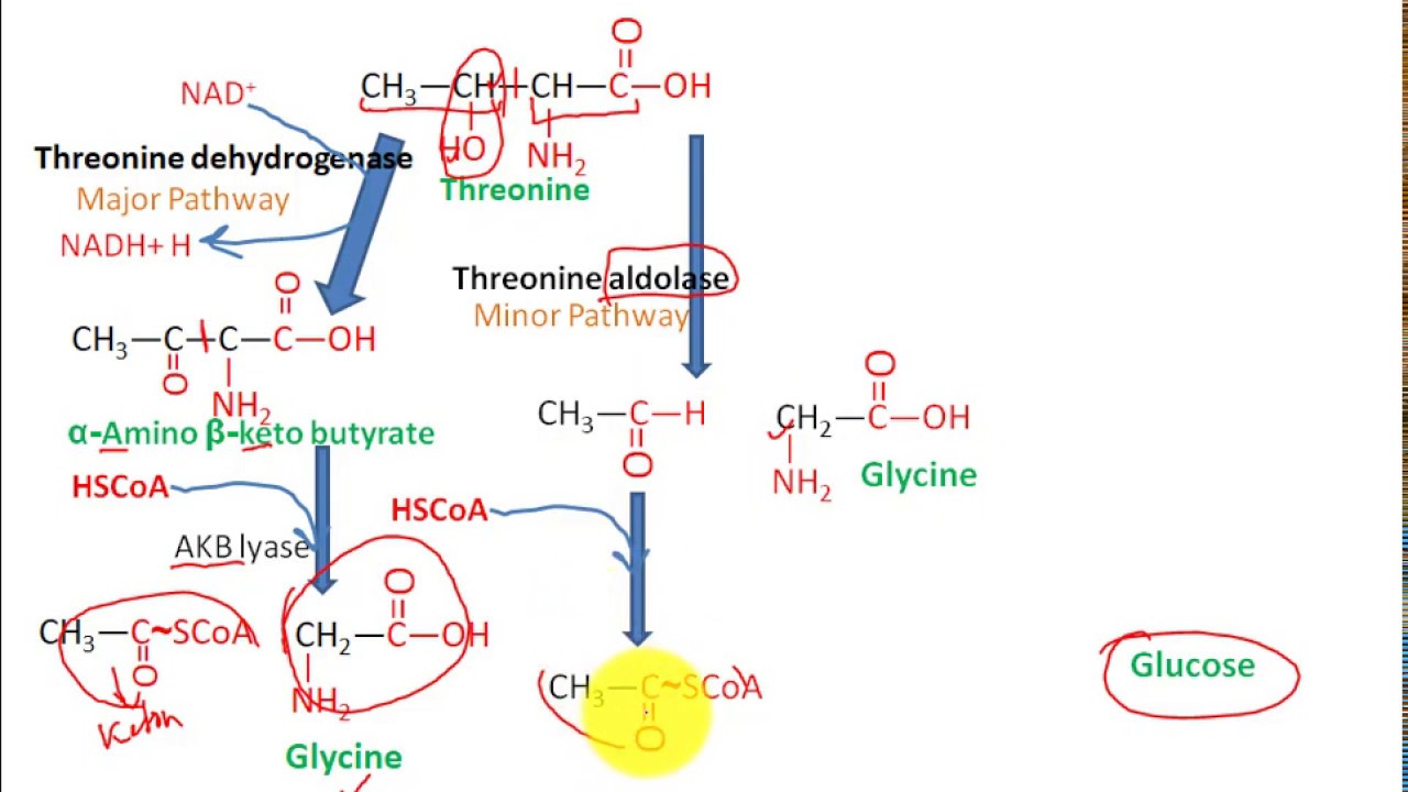 Catabolism Of threonine to pyruvate and succinate to glucose (fasting ...