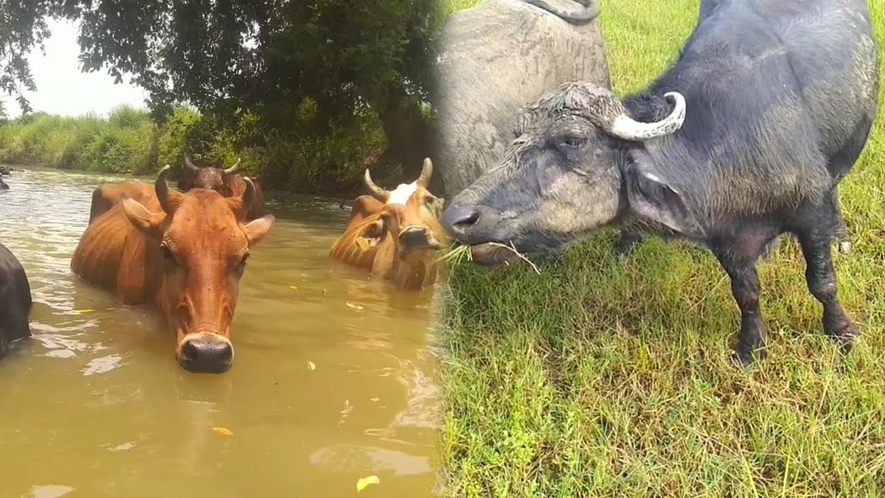 Buffalo and cow video #village #cow #baffalo #bull #animals #cute #big ...