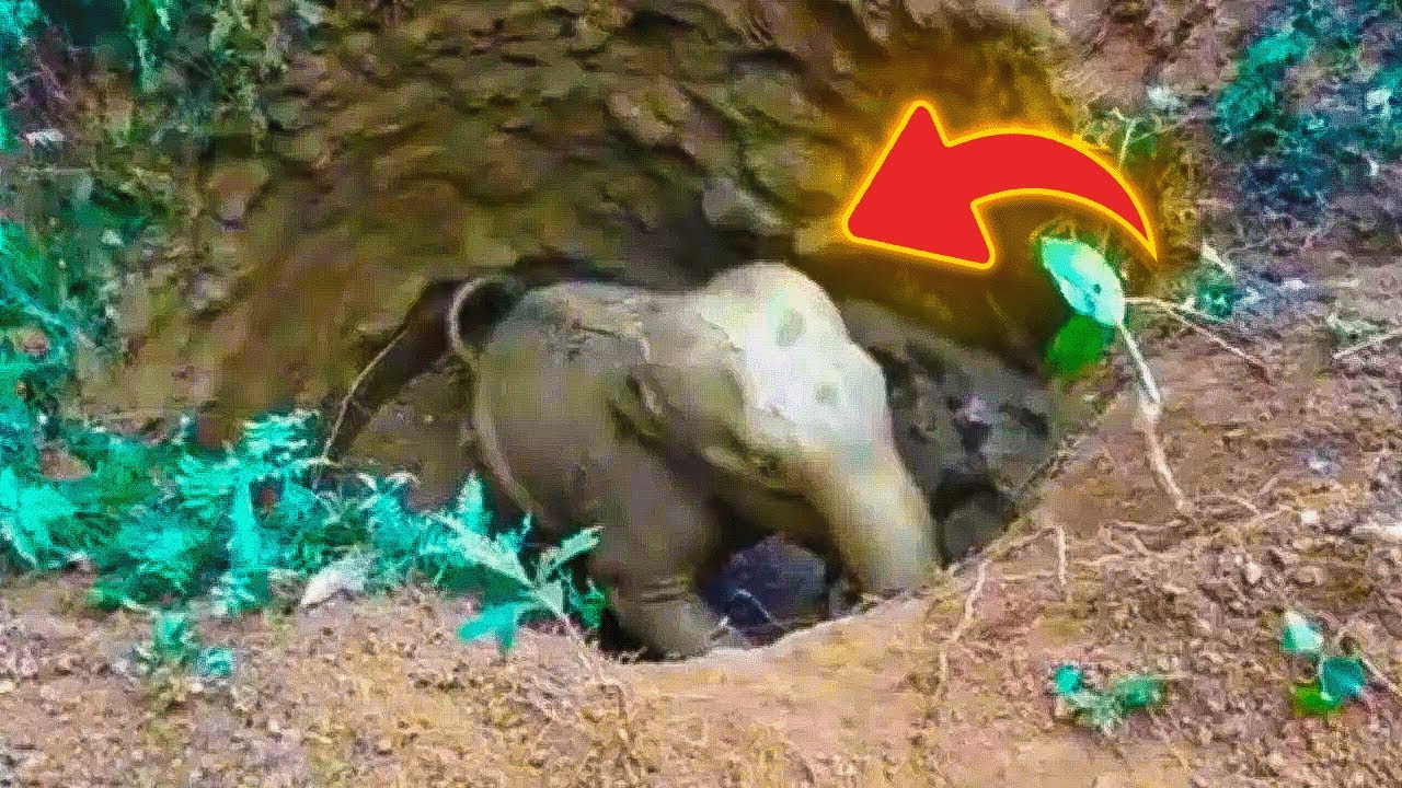 Baby Elephant Stuck In A Muddy Hole Gets Help From An Unexpected Source ...