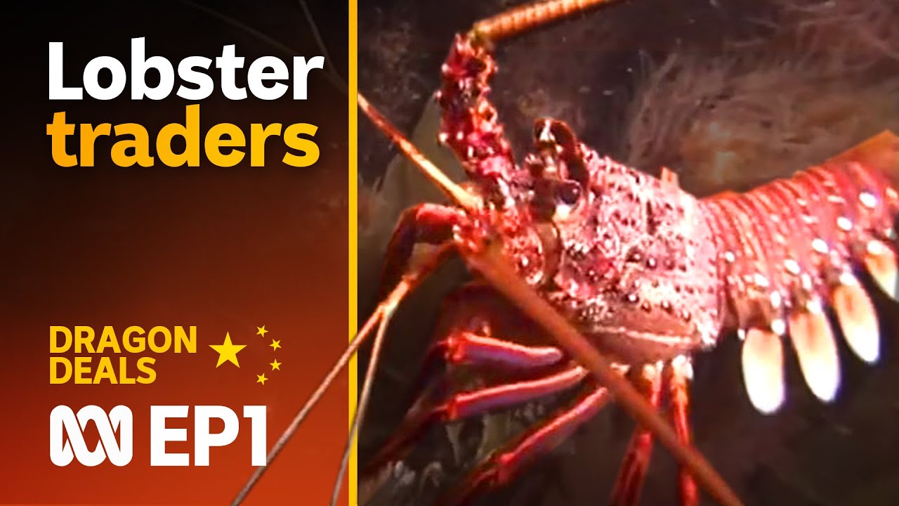 Rock lob-star: The Australian lobster China loves 🦞 | Dragon Deals Ep1 ...