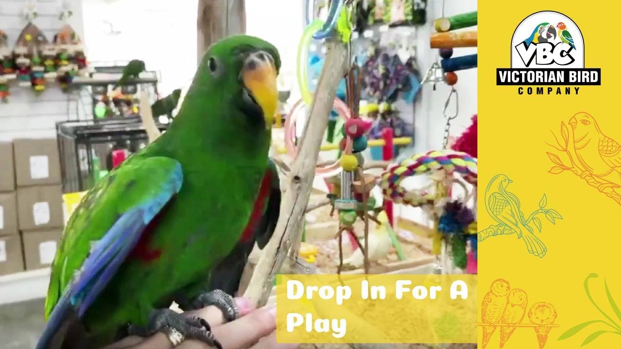 Current Hand Reared Parrots Melbourne Geelong | 14th April | Victorian ...