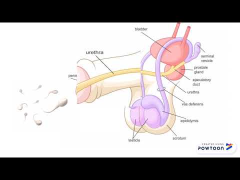 PENGELUARAN DAN BENTUK SPERMA
