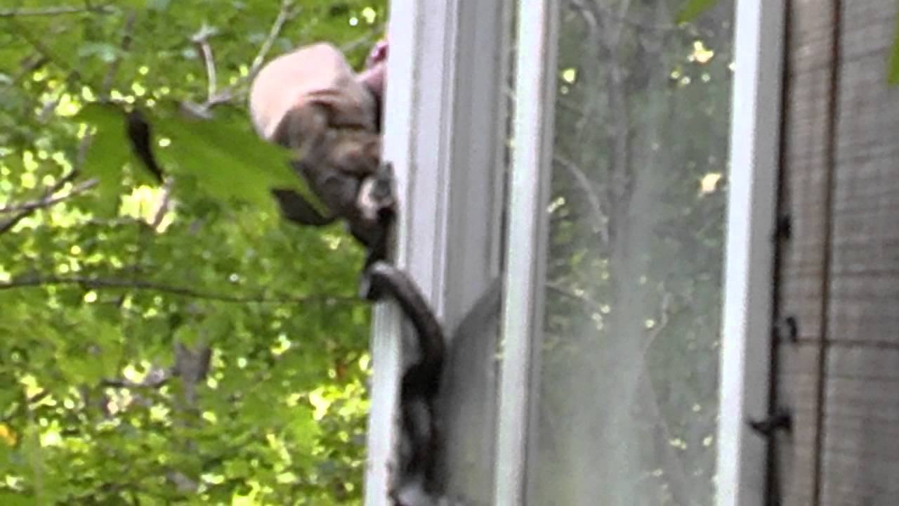 Funny guy catching a snake - YouTube