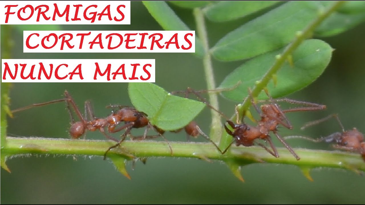 Como acabar rapidamente com formigas cortadeiras! - YouTube