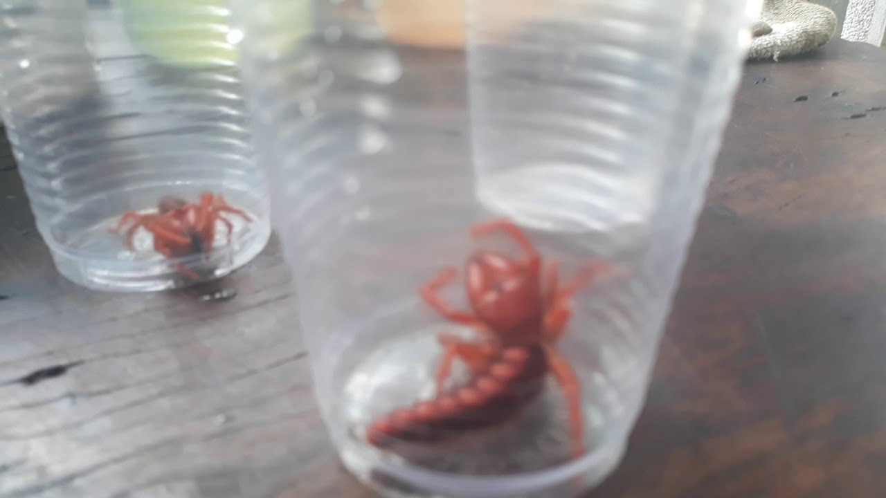 Red camel spider VN - YouTube