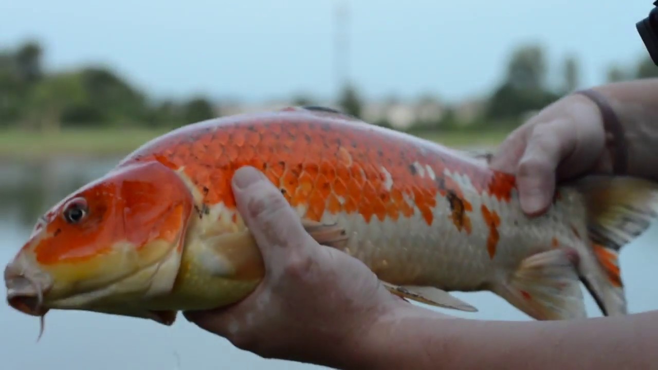 Urban Koi Fishing - YouTube