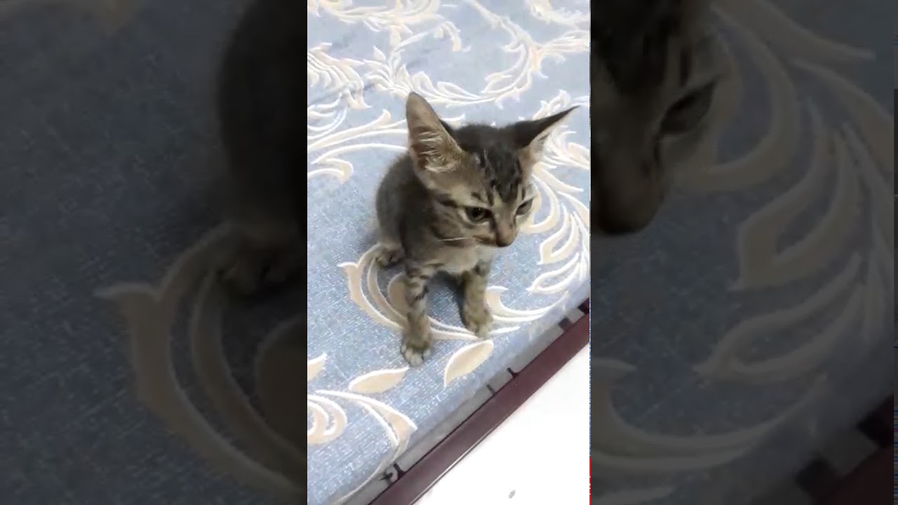 Kucing genit - YouTube