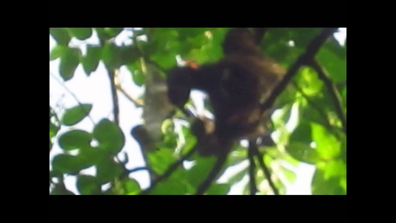 SLOTH and SPIDERS , Panama Rain Forest - YouTube