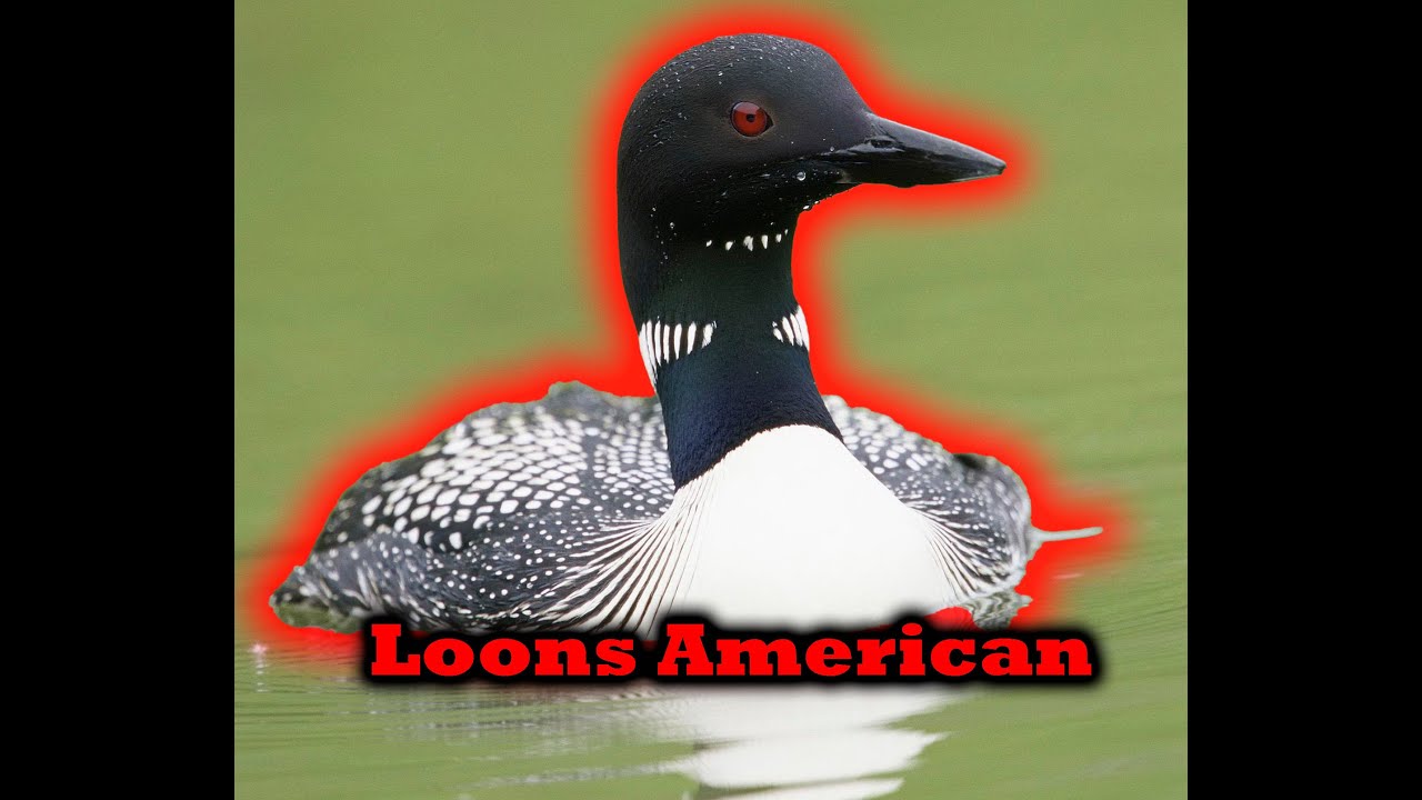 American loons top 5 sound effects - YouTube