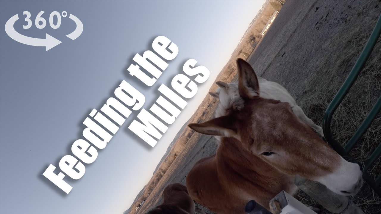 Big Hammy Feeds the Mules - 360Video - YouTube
