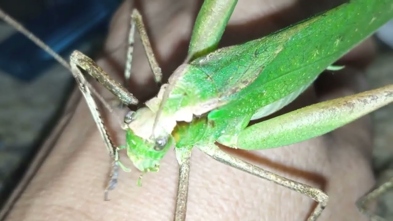 Green Giant Grasshopper Youtube