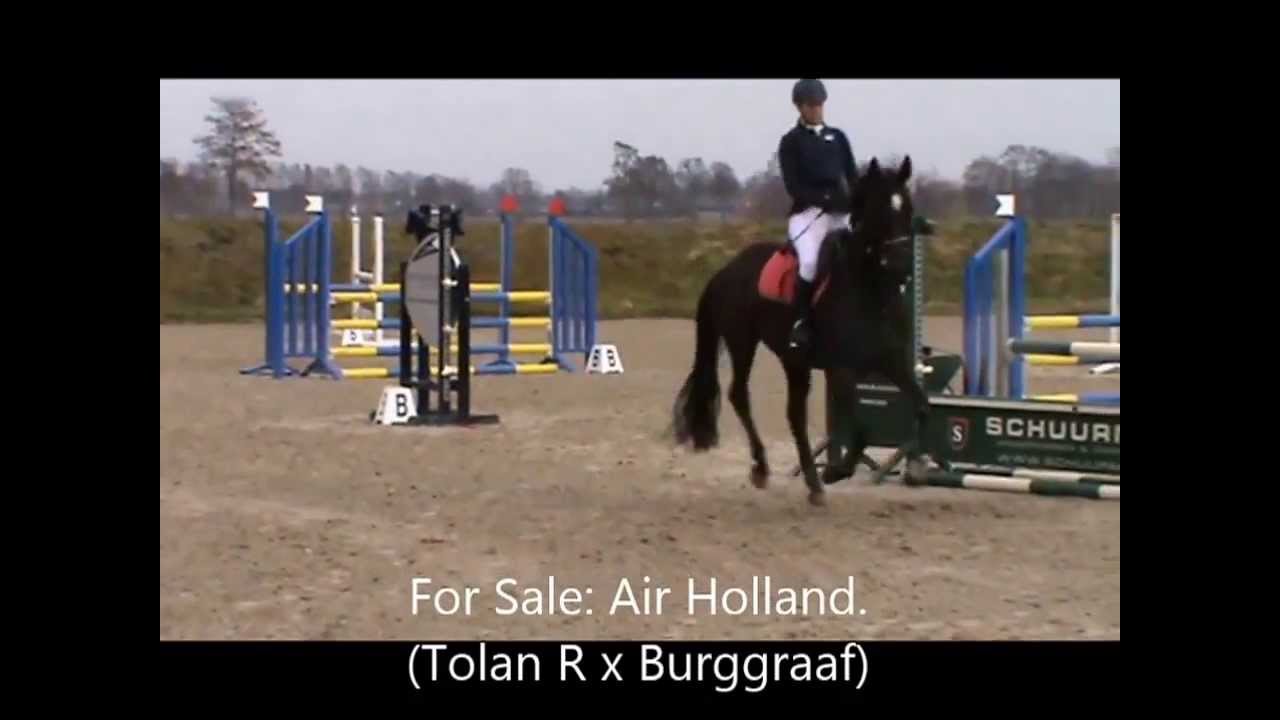 Xtra jumping horse For Sale: Air Holland (Tolan R x Burggraaf) - YouTube