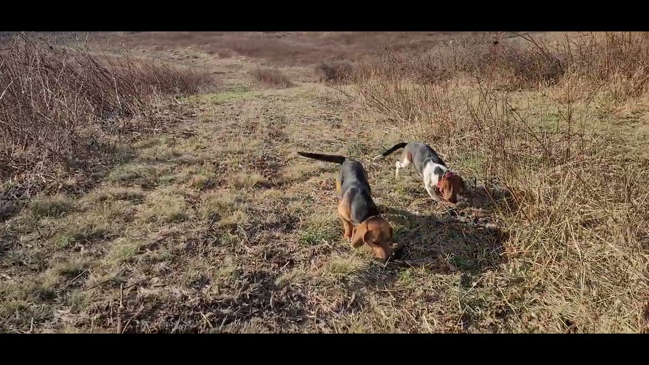 Northern WV Beagle Club MAB Derby Trial 3rd. & 4th. Second Series - YouTube