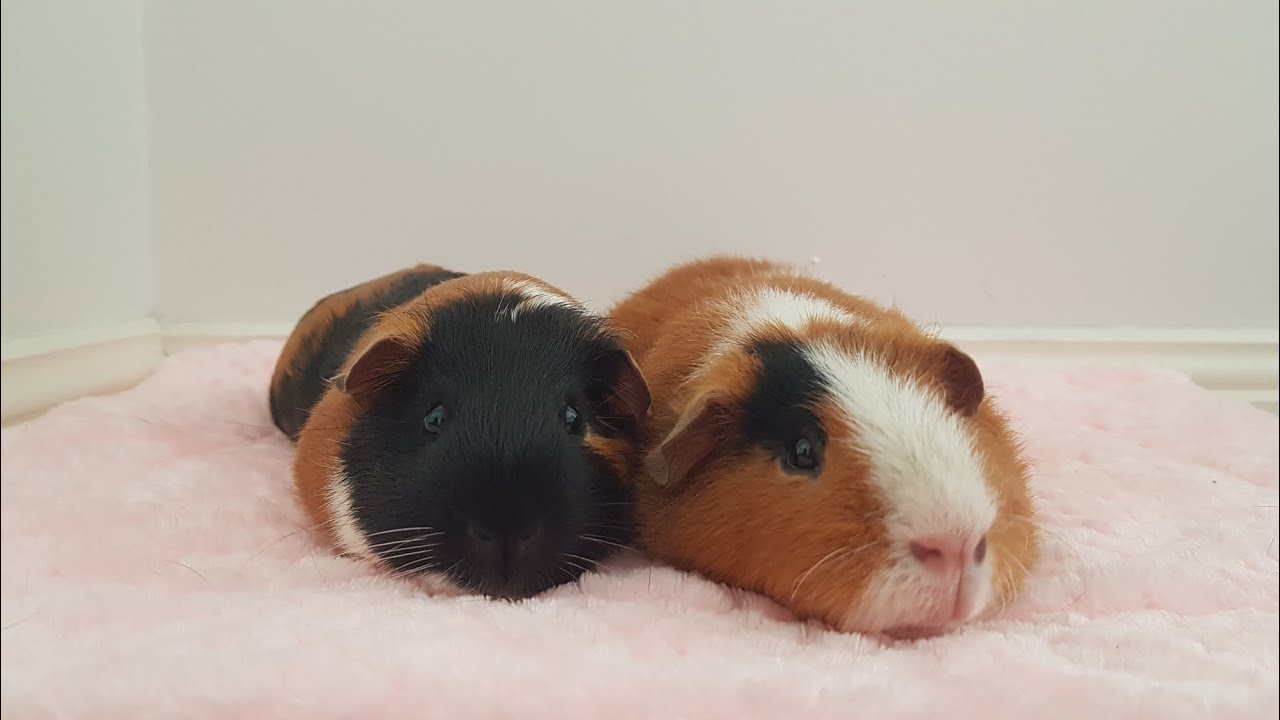 SLEEPY GUINEA PIGS ♡ - YouTube
