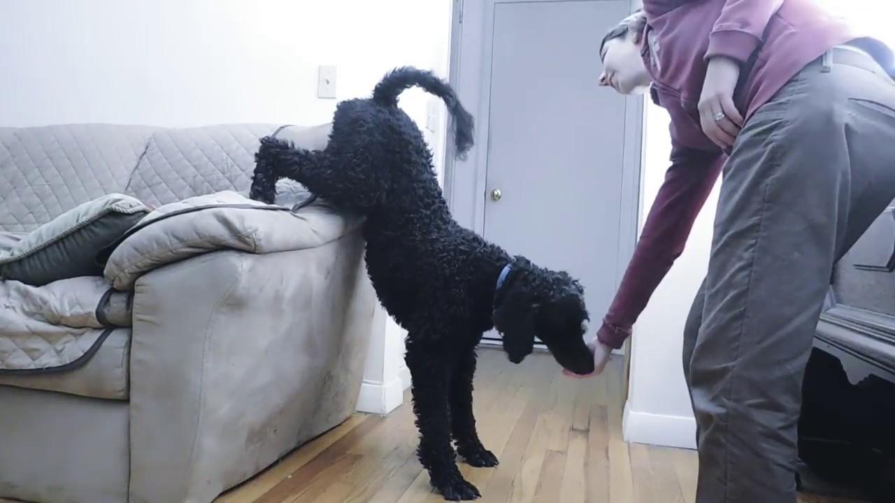 "Atlas" Std. Poodle Tricks (intermediate-advanced) - YouTube