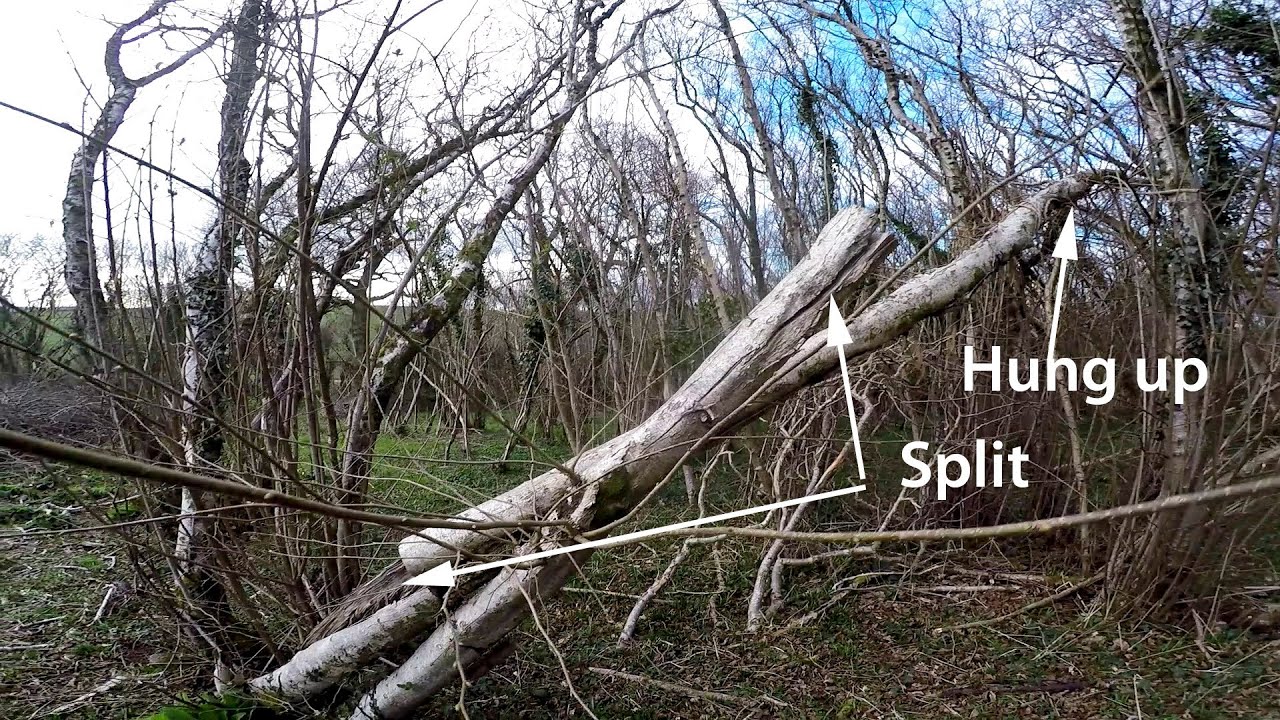 British Isles native honeysuckle, dormouse and why I do directional ...